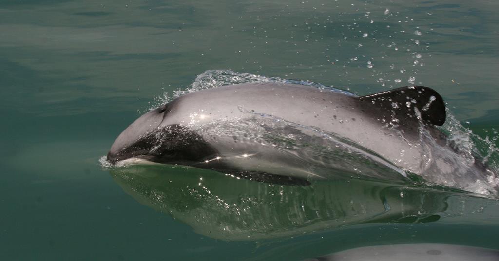 Dolphin-seeking drones may hold key to marine mammal safety | News ...