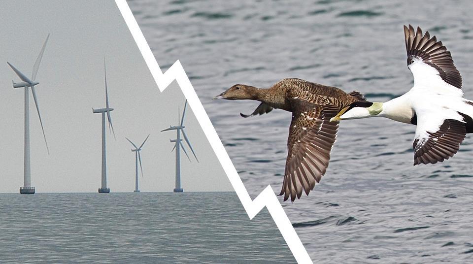 Birds fly in the face of offshore wind farm | News | Maritime Journal