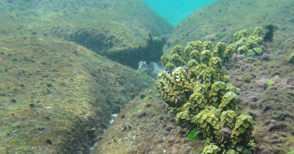 New sustainable scour protection unveiled | News | Maritime Journal