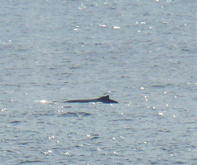 Humpback whale spotted on weekend crossing | News | Maritime Journal
