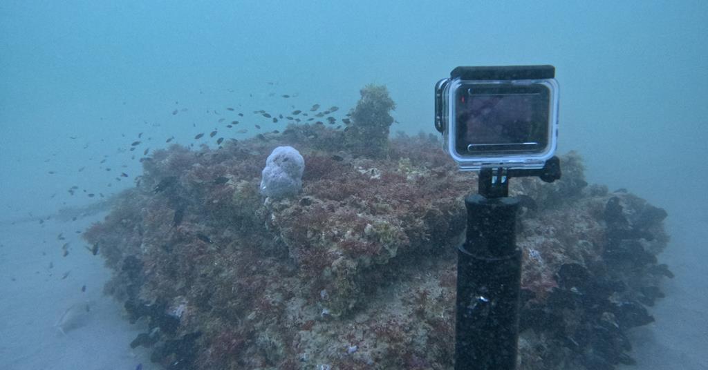 Ecocoast launches mooring block to support marine habitats | News ...