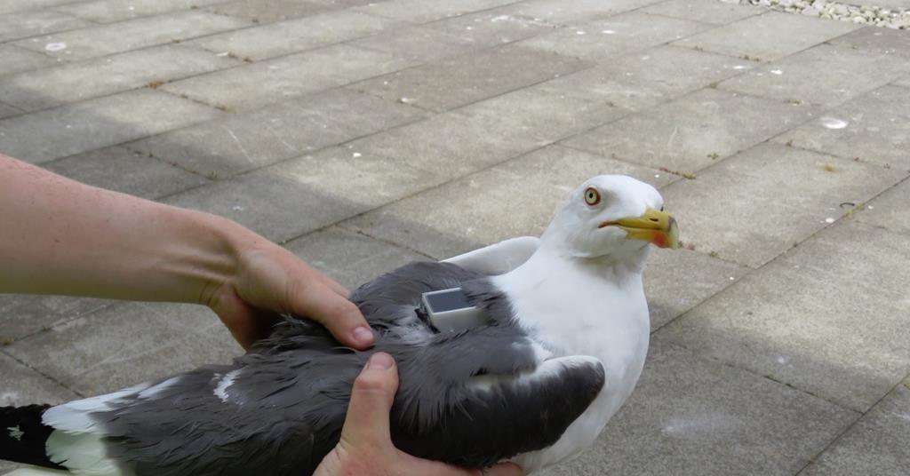 Project to deepen understanding of gull behaviour around offshore sites ...