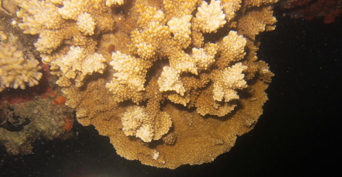 Hawaiian coral researchers report rare good news | News | Maritime Journal