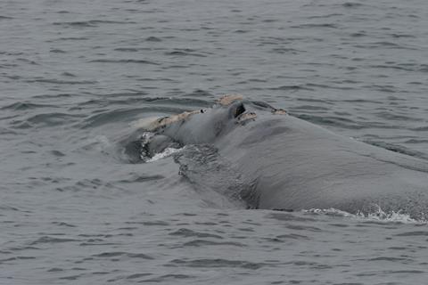 Detecting marine mammals with thermal imaging | News | Maritime Journal