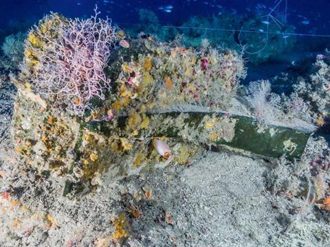 Over 100 species found living on small part of 2,200-year-old shipwreck ...